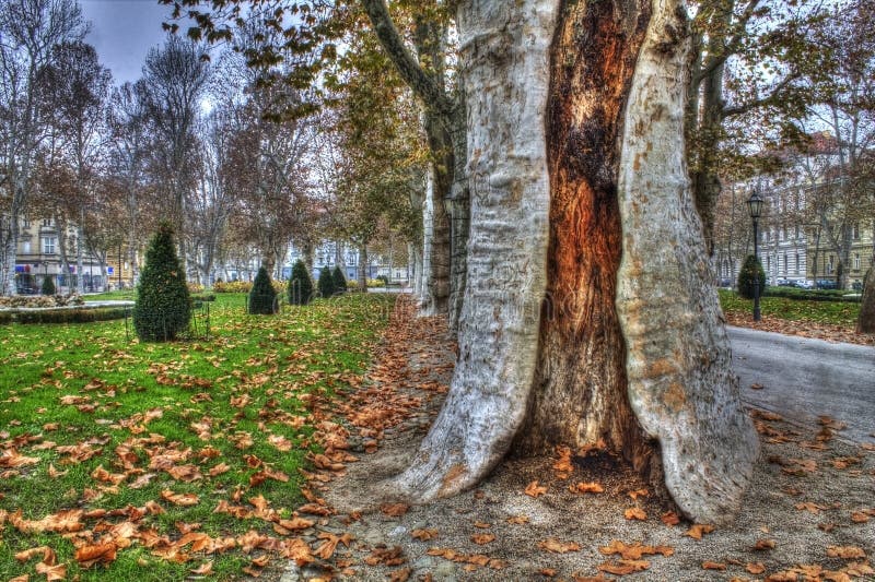 Old street tree stock image. Image of abstract, beautiful - 48381543