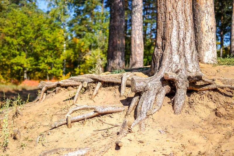 Old Strong Pine Roots Protruding from the Sand Stock Image - Image of ...