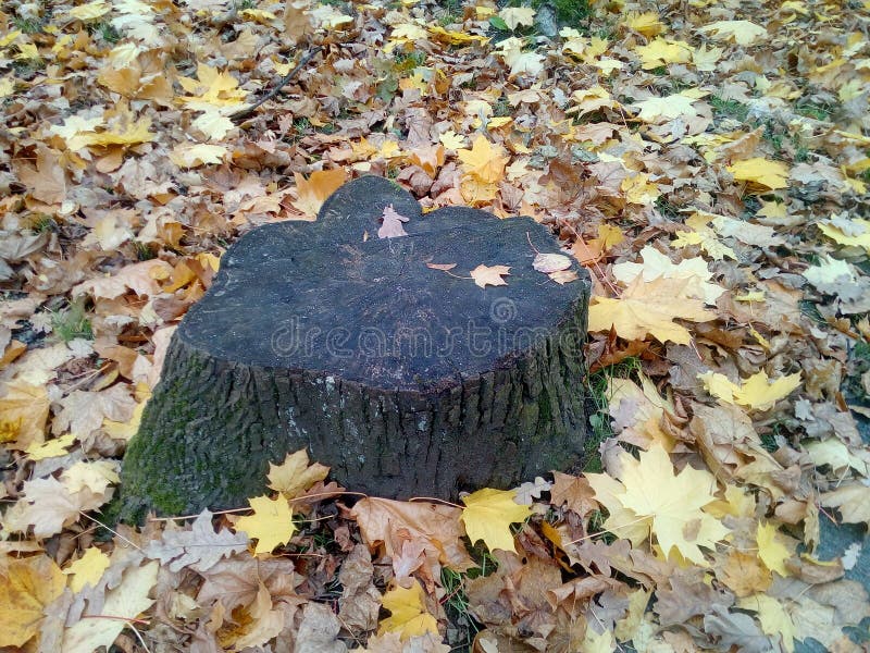 Old stumb stock photo. Image of beauty, green, forest - 54607012