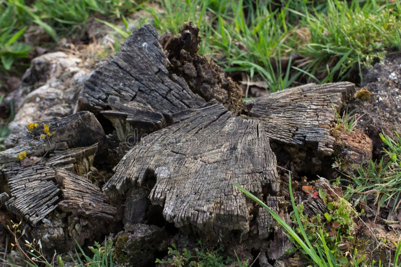 Old stumb stock photo. Image of beauty, green, forest - 54607012