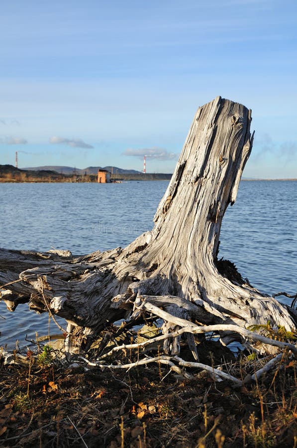 Old stump stock image. Image of environment, heathland - 16421969