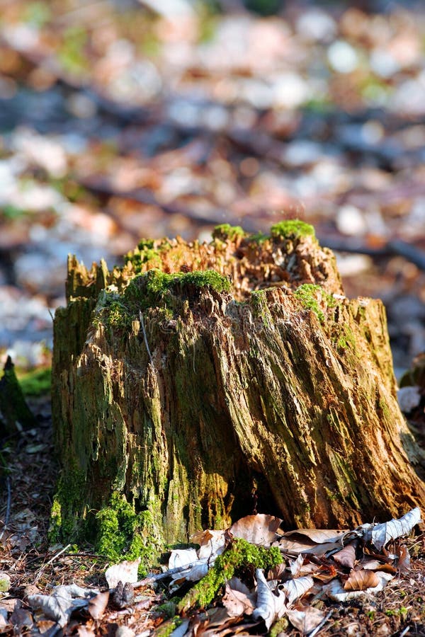 Old Stump Picture. Image: 2264717