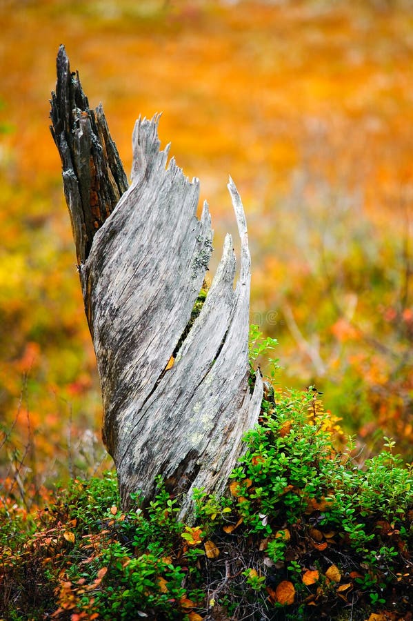Old stump stock photo. Image of scandinavian, snag, golden - 24099014