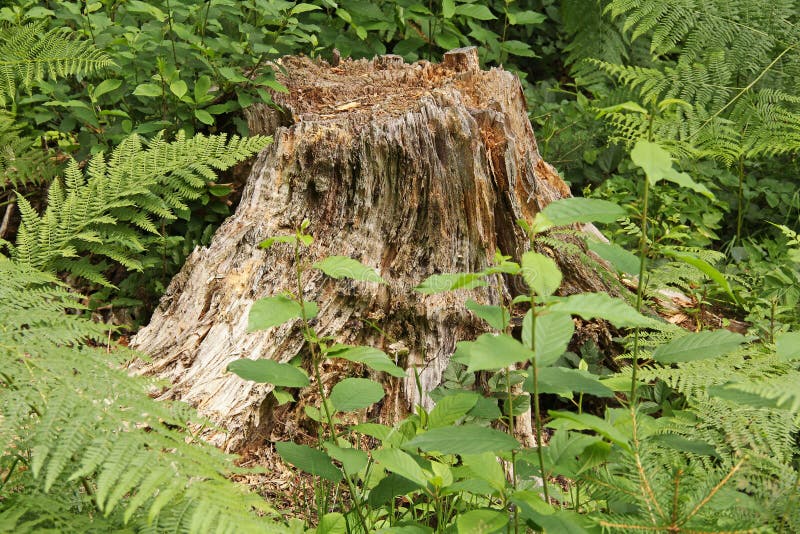 Old stump stock image. Image of shrubbery, natural, outdoors - 26099801
