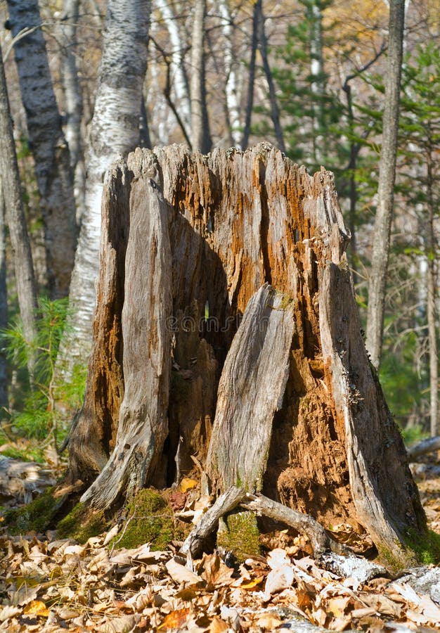 Old stump 3 stock photo. Image of close, vertical, grey - 22182414