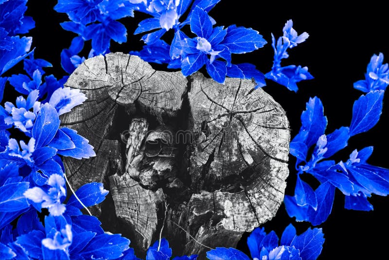 Old Stump Amid Blue Pachysandra Stock Image - Image of studio, nature ...