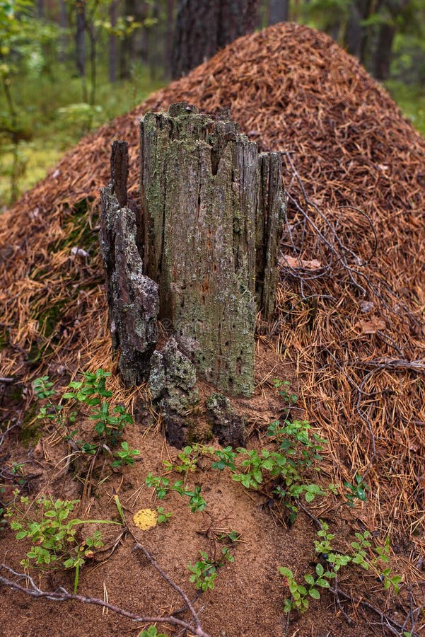 An old stump close up stock photo. Image of branches - 228066508