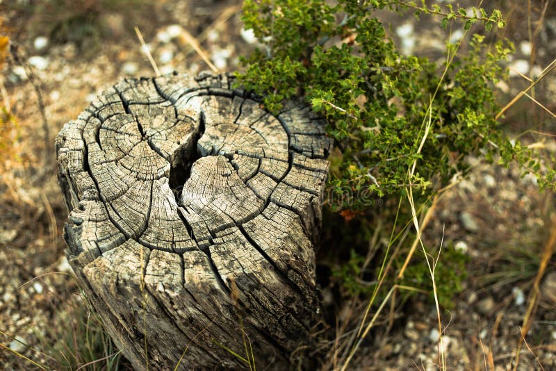 The old stump stock photo. Image of macro, plant, environment - 127350198