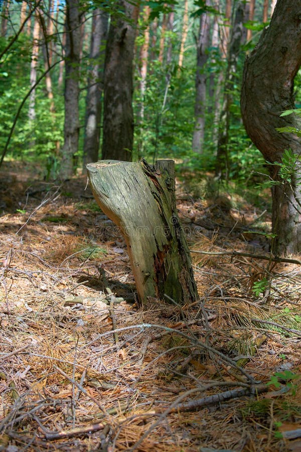 Old stump stock photo. Image of park, trunk, forest - 187058520