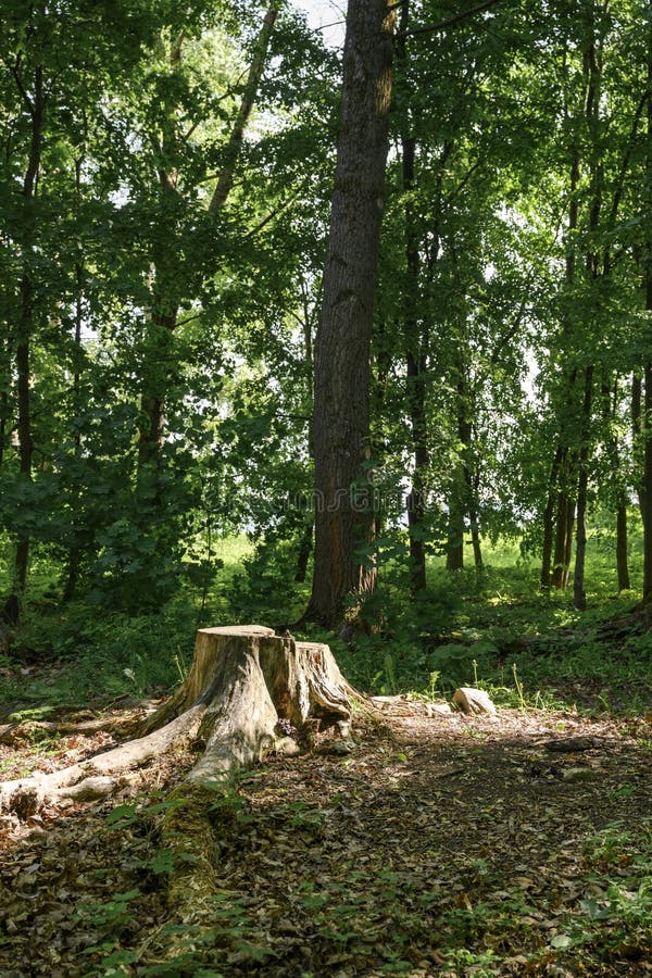 An Old Stump Covered with Moss among the Shoots of a Maple Tree in the ...