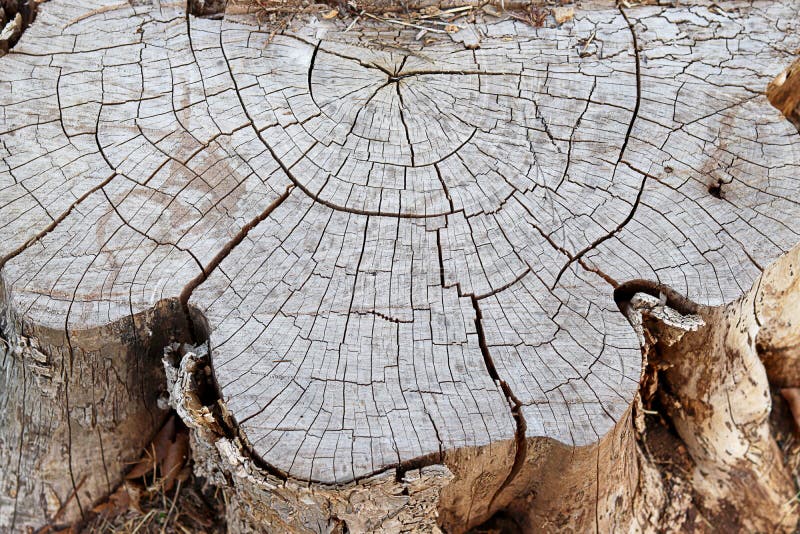 Old Stump. Cross Section of Tree Trunk Stock Image - Image of bark ...