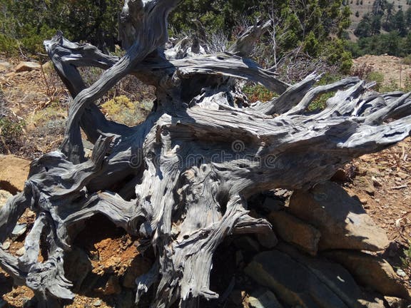 Old stump stock photo. Image of stump, cyprus, tree - 103202510
