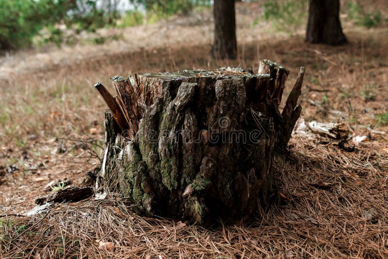Old Stump in the Forest. the Concept of Cutting Down Trees, the Disease ...