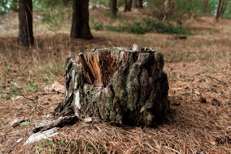Old Stump in the Forest. the Concept of Cutting Down Trees, the Disease ...