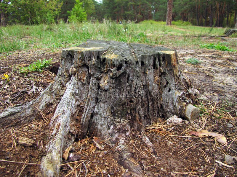 Old stump in the forest stock image. Image of beautiful - 250746617