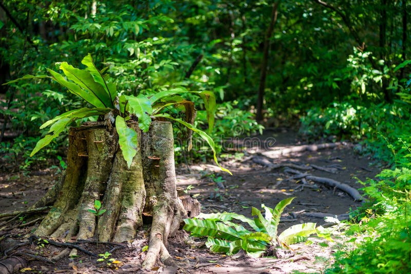 Old Stump with Fresh Vegetation in Jungle Stock Image - Image of botany ...