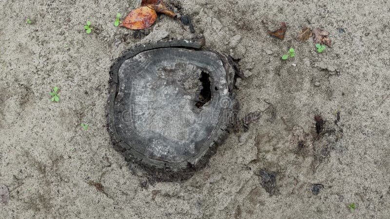 Old Stump on the Ground, Close-up Stock Video - Video of flora ...