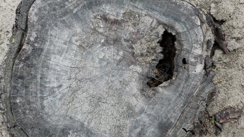 Old Stump on the Ground, Close-up Stock Video - Video of furniture ...
