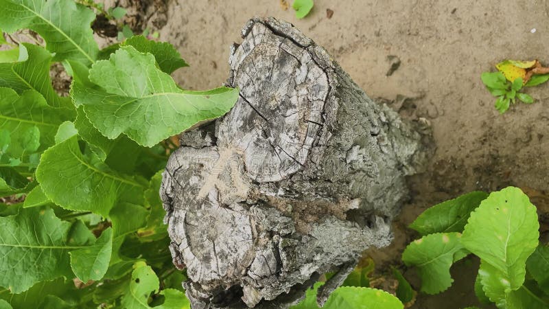 Old Stump on the Ground, Close-up Stock Video - Video of moss, fungi ...