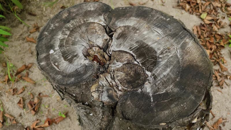 Old Stump on the Ground, Close-up Stock Video - Video of grass, soil ...