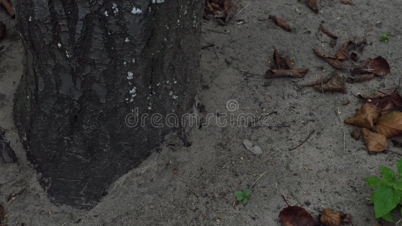 Old Stump on the Ground, Close-up Stock Video - Video of trunk, wood ...
