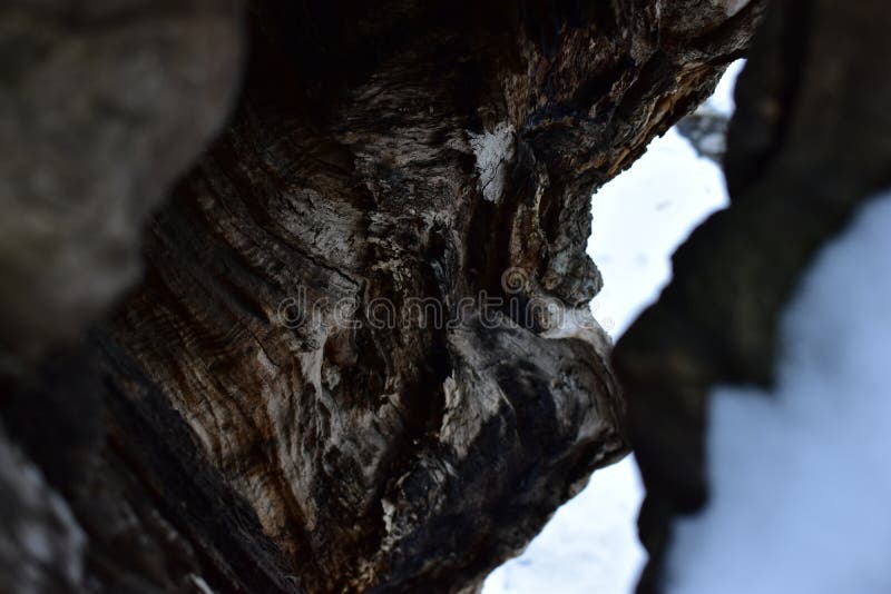 An Old Stump with a Hollow and Patterns on the Trunk Stock Photo ...