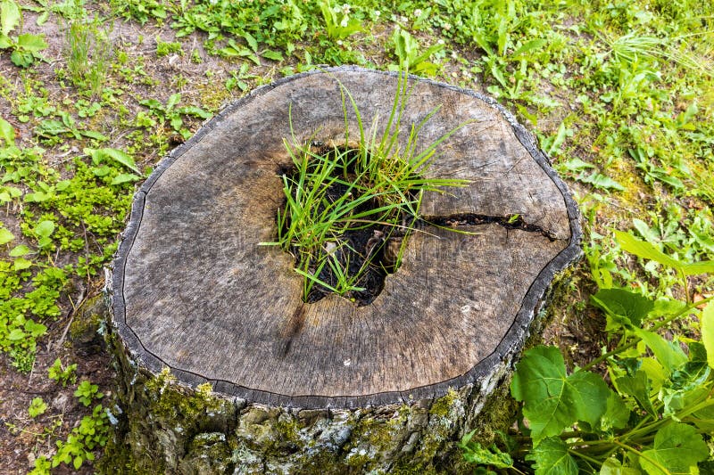 Old July Tree Stump with a Hole Stock Photo - Image of surface, removal ...