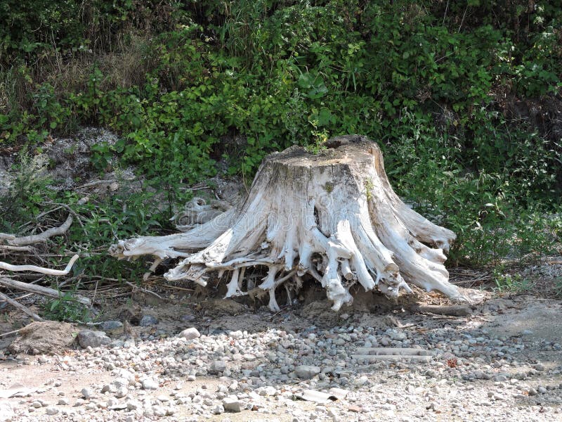 Old stump stock image. Image of closeup, background, texture - 43310889