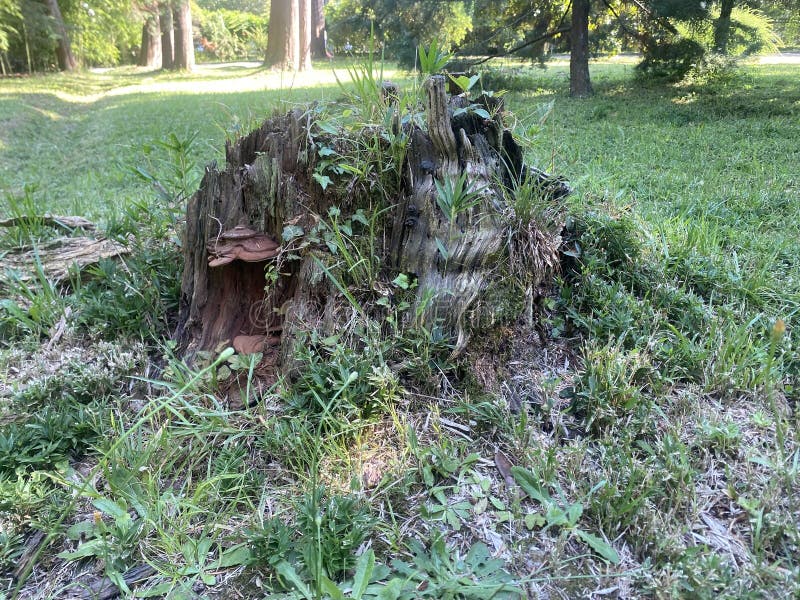 An Old Stump is Overgrown with Grass in the Park on the Lawn Stock ...