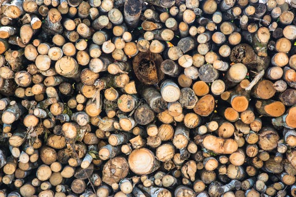 Old stump pattern stock photo. Image of lumber, round - 31446386