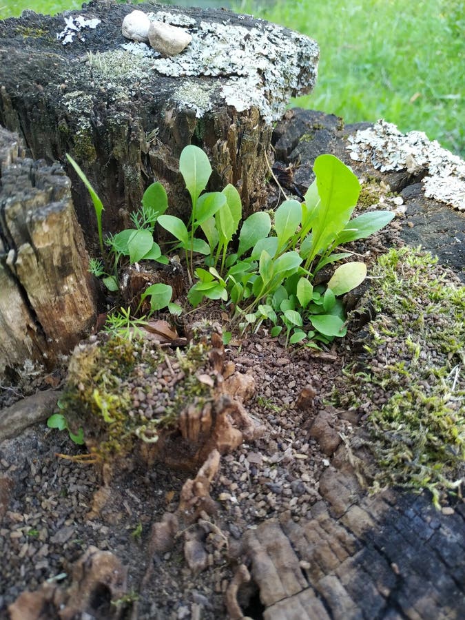 An Old Stump that Remained after a Tree Was Cut Down. a Beautiful Part ...