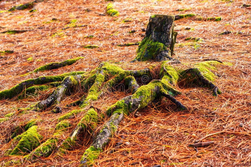 An Old Stump with Roots Covered with Moss in a Wild Forest. Fallen ...