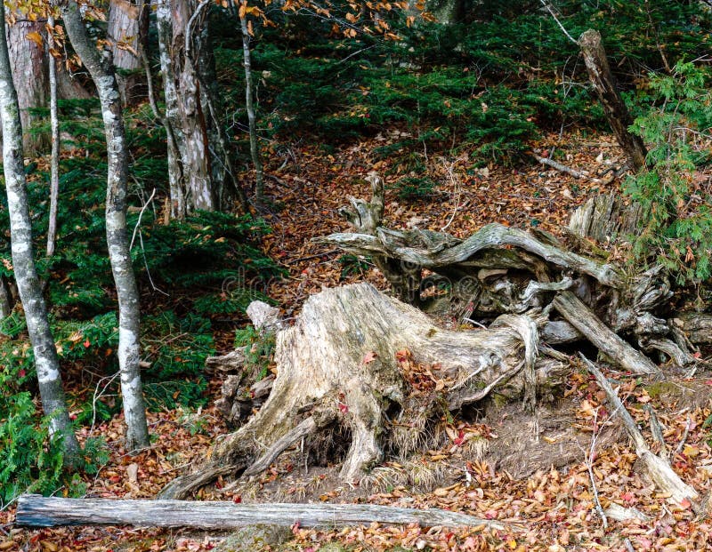 Log Sticking Out from the Ground Next To the River in the Summer Stock ...