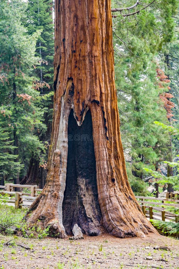 Old Stump of a Sequoia Tree Stock Image - Image of forest, bark: 128327673