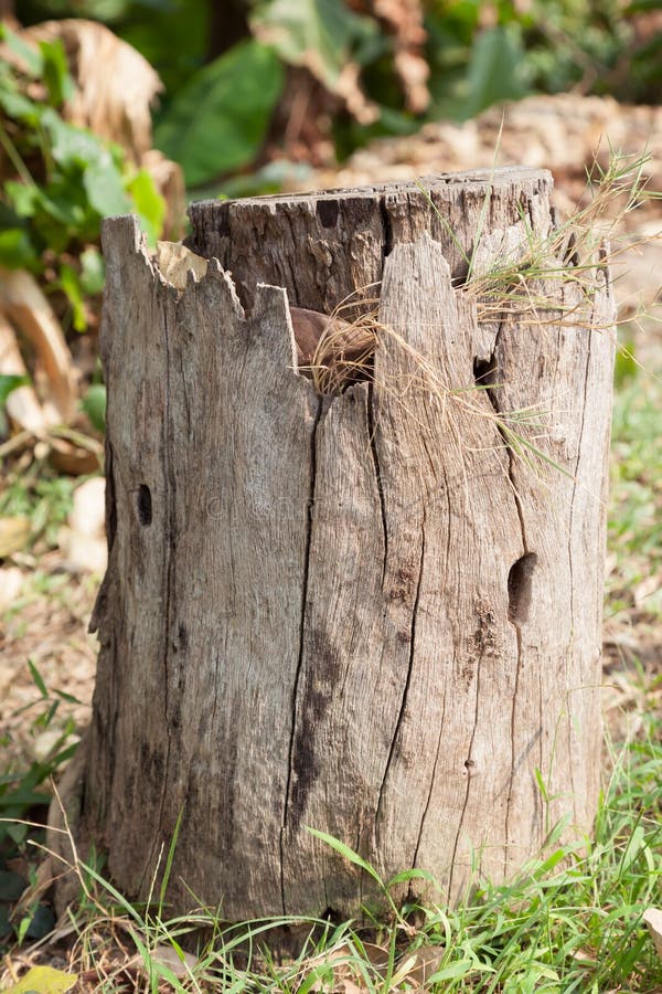 Old stump stock photo. Image of stump, natural, brown - 85033688