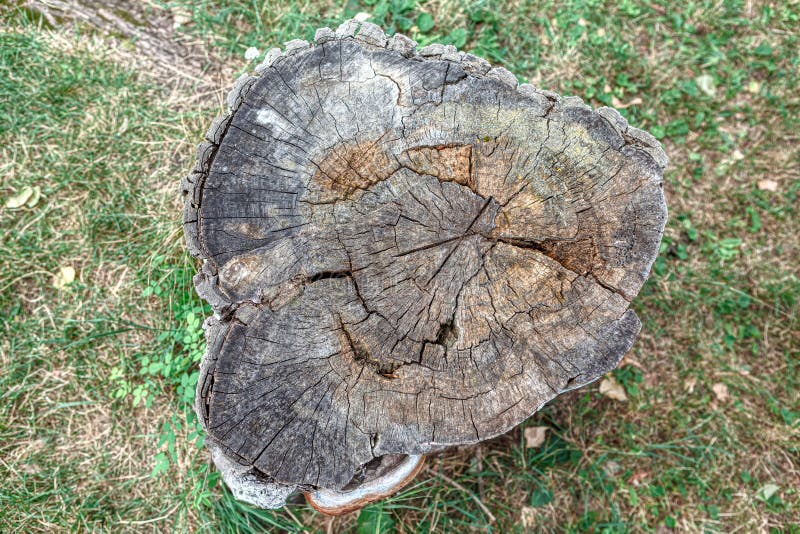 Old stump surface stock photo. Image of decay, firewood - 265840626