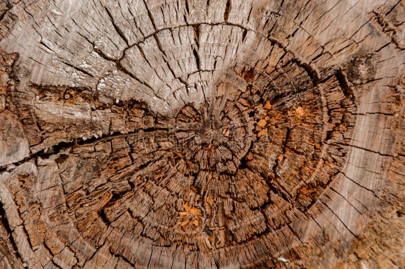 Old stump stock photo. Image of structure, macro, garden - 117224866