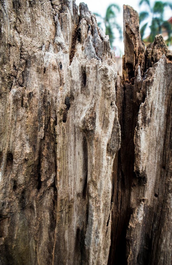 Old stump Texture of wood stock image. Image of gray - 97921671