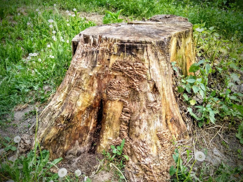 Old stump stock image. Image of green, destruction, forestation - 116979987