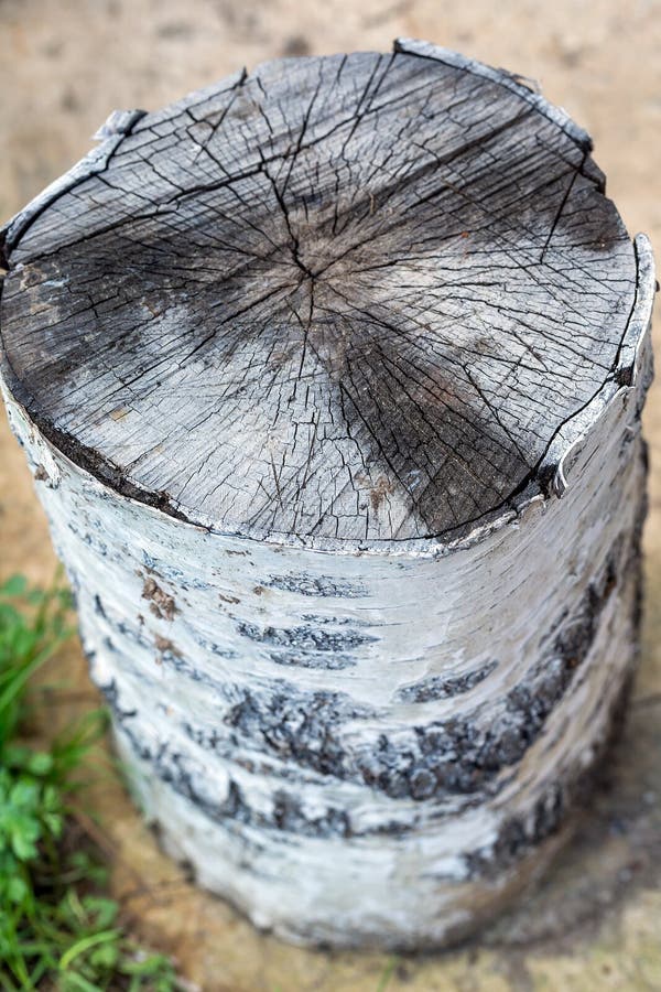 Old stump of tree stock photo. Image of round, material - 95412348