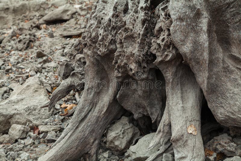 Old stumps stock image. Image of shore, drought, mangled - 163957909