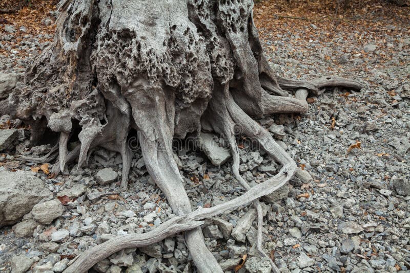Mangled Roots Stock Photos - Free & Royalty-Free Stock Photos from ...