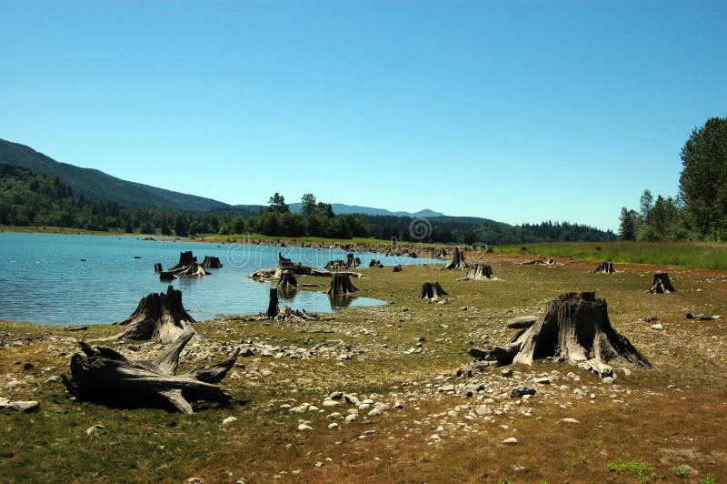Washington Logging Stumps Stock Photos - Free & Royalty-Free Stock ...