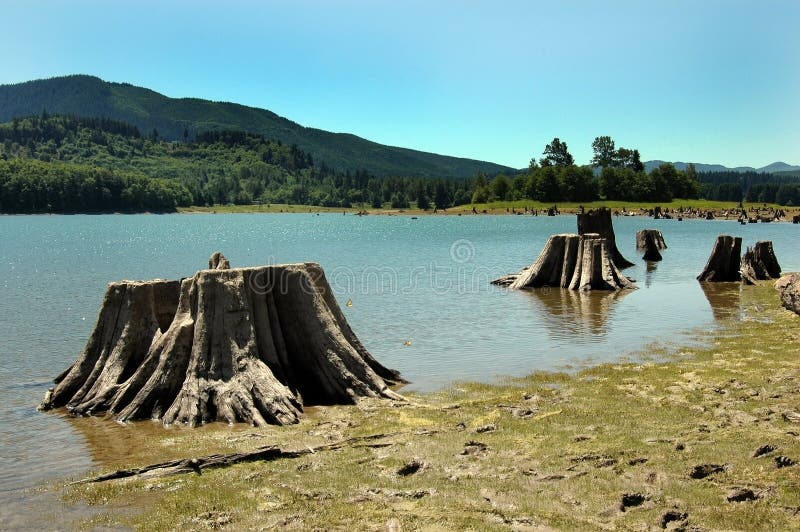 Washington Logging Stumps Stock Photos - Free & Royalty-Free Stock ...