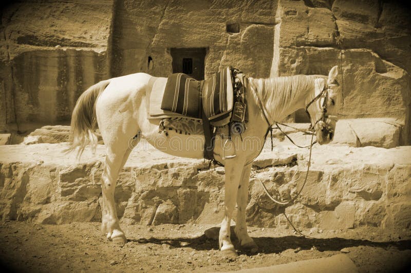 Old style arabian horse stock image. Image of mare, jordan - 47614195