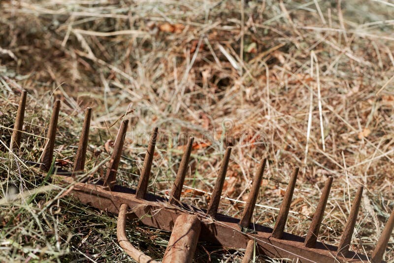 Old Style Rake in Fresh Mowed Hay Stock Image - Image of mowe, harvest ...
