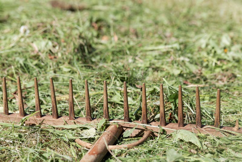 Old Style Rake in Fresh Mowed Hay Stock Photo - Image of farming, mowe ...