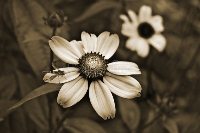 Sepia flowers stock photo. Image of white, agriculture - 10511222