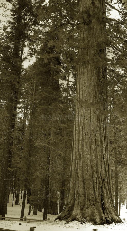 Old Style Sequoia stock photo. Image of ravel, fall, horizontal - 8155498