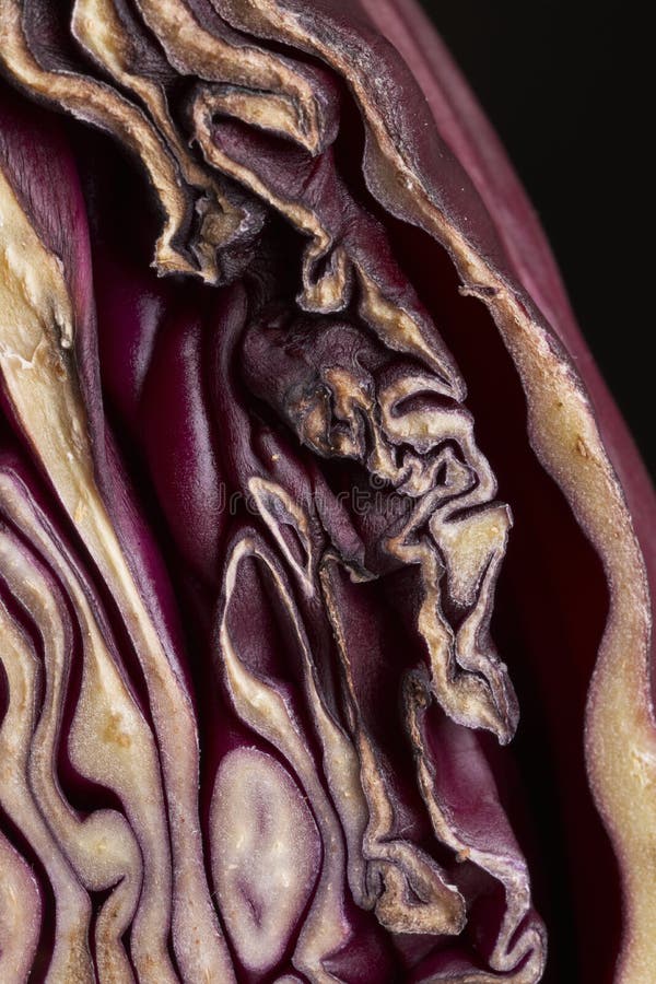 Old-styled Texture of Half-rotten Red Cabbage Stock Photo - Image of ...